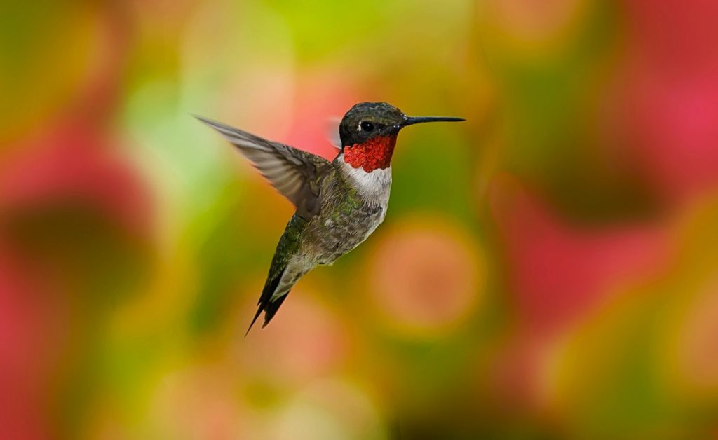 un-lindo-colibri-volando-8893 - Oamuk - Kinesiología Valencia